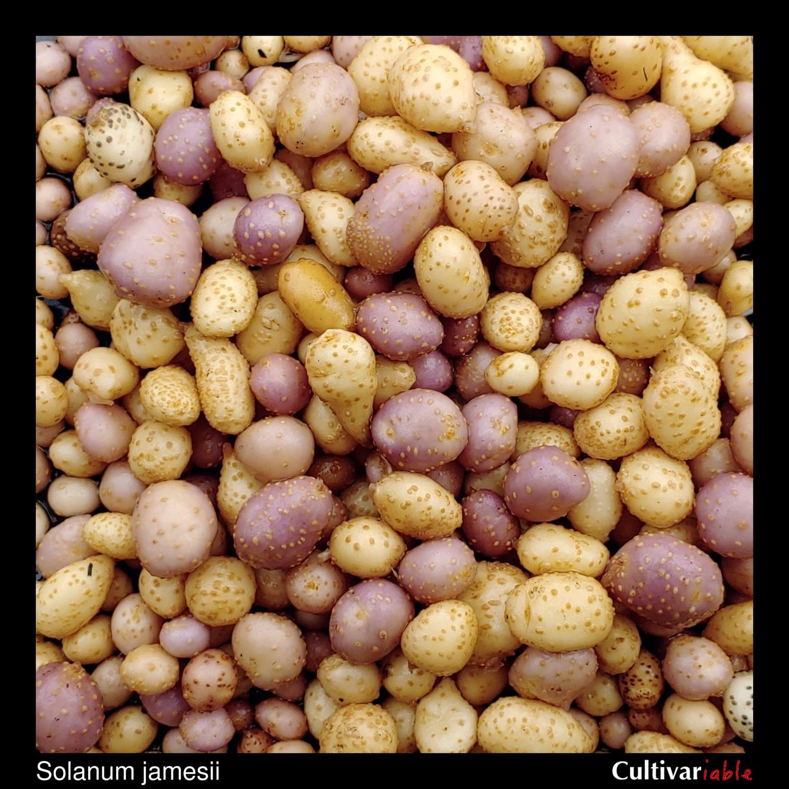 Solanum jamesii – Cultivariable