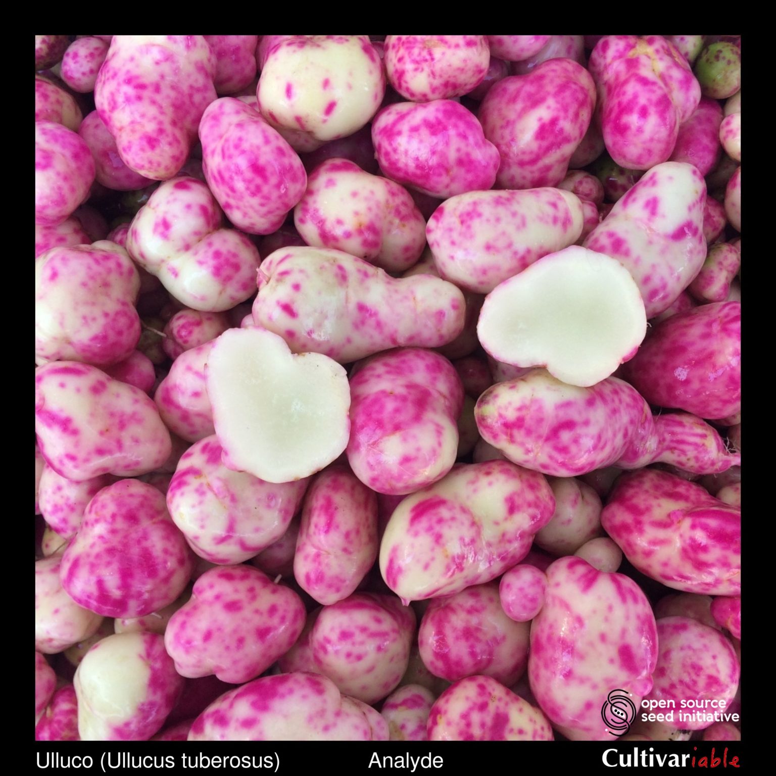 Ulluco Varieties – Cultivariable