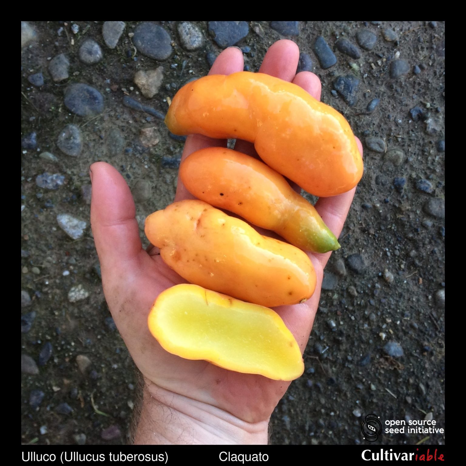Ulluco Varieties - Cultivariable