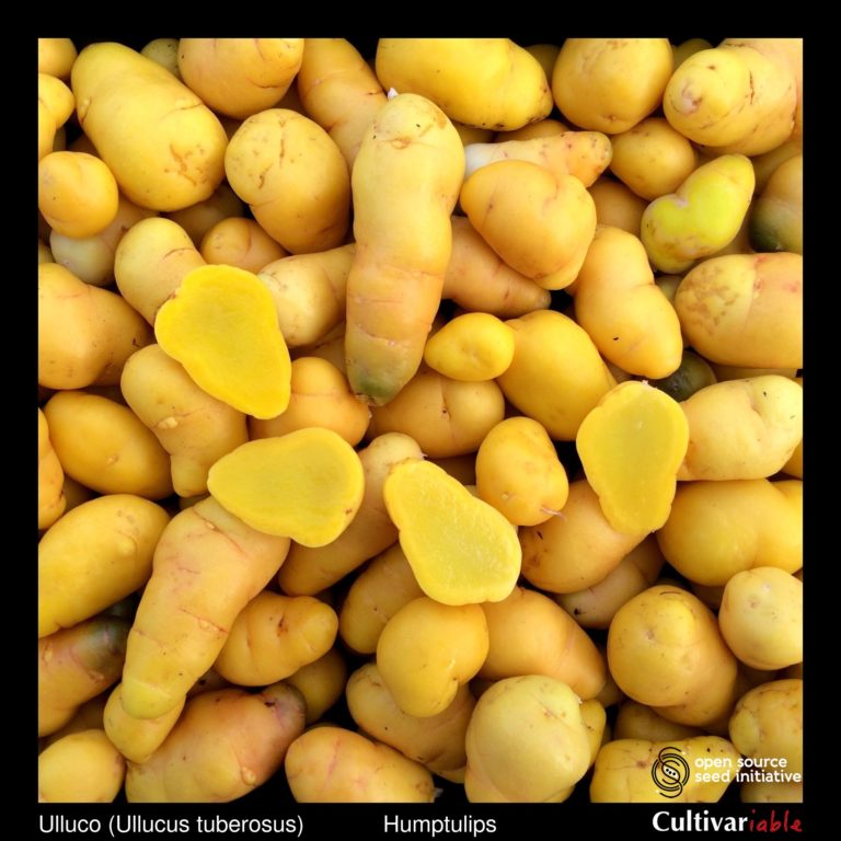 Ulluco Varieties – Cultivariable