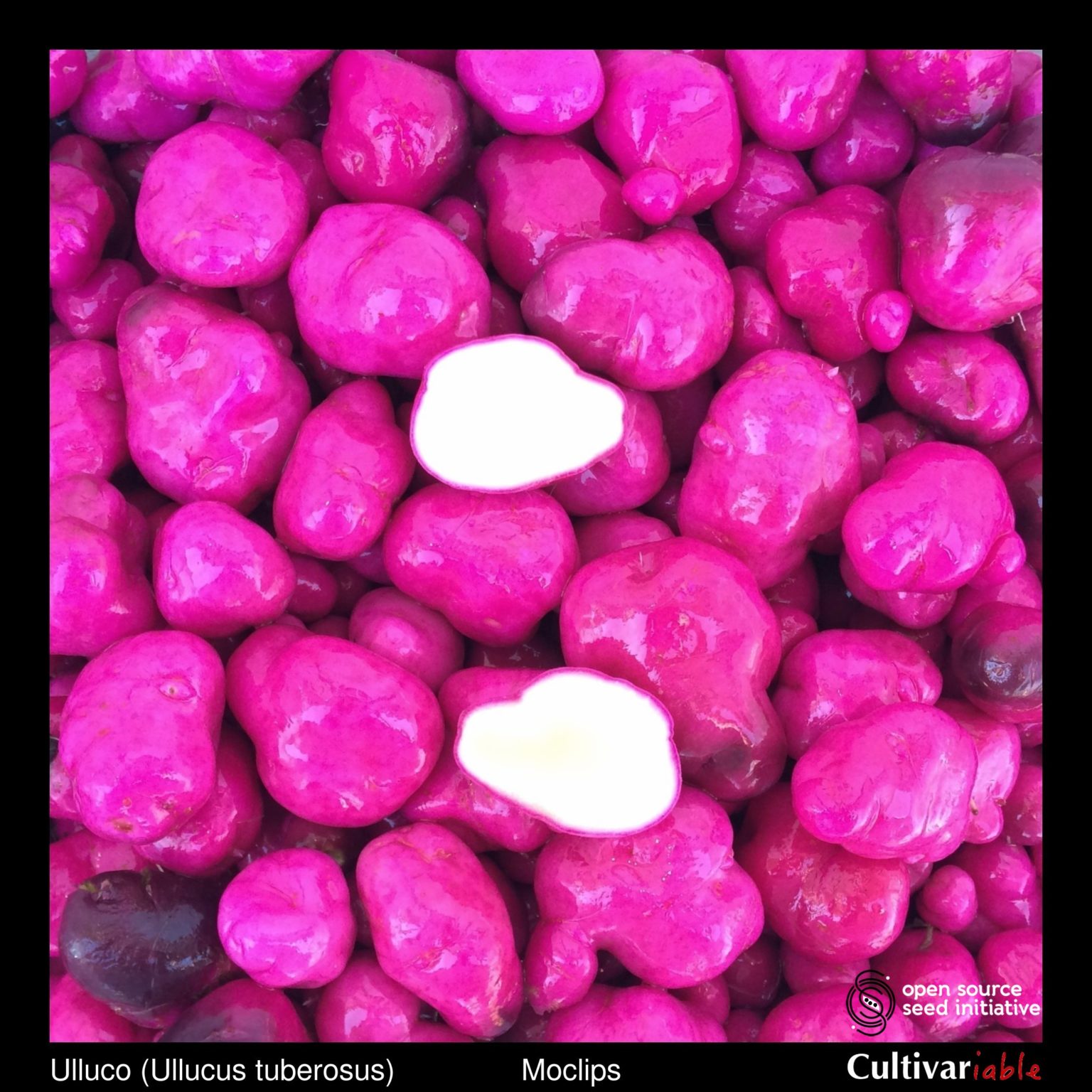Ulluco, Moclips – Cultivariable