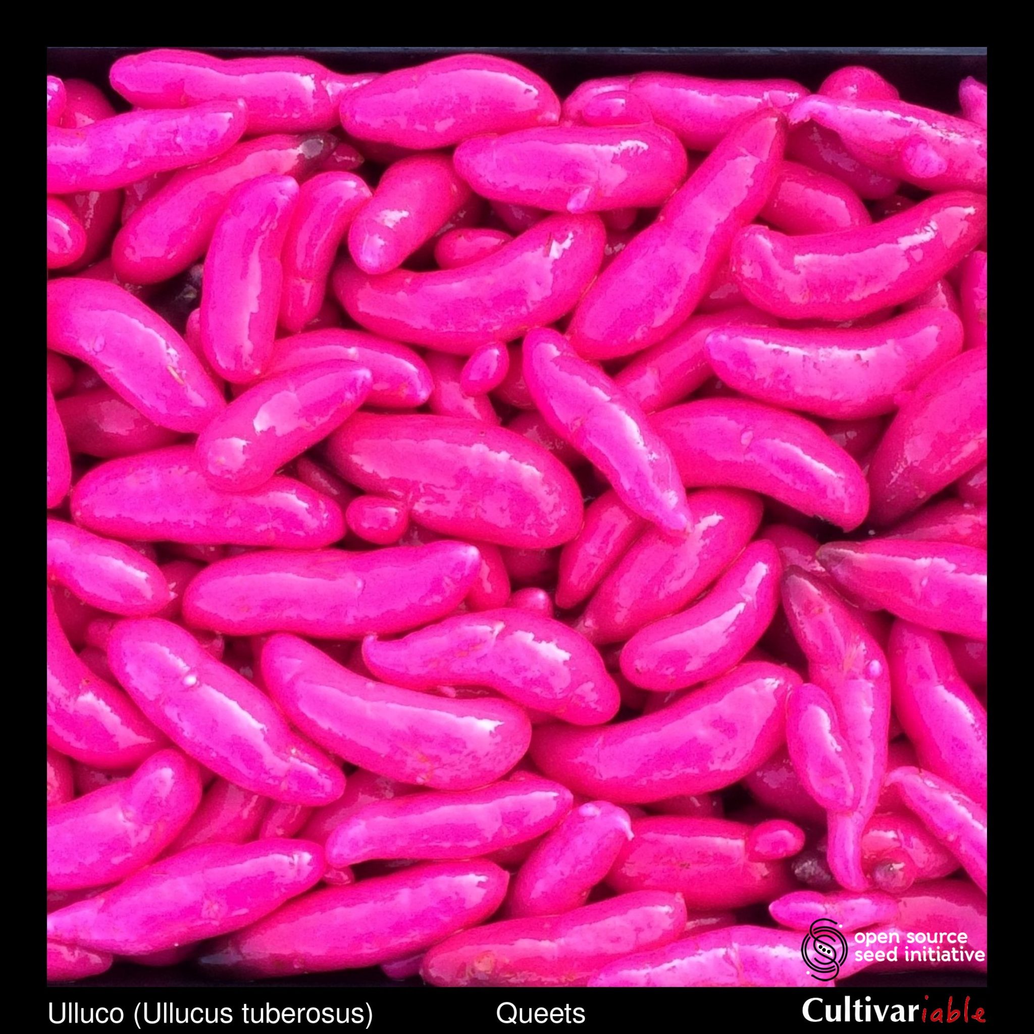 Ulluco Varieties – Cultivariable