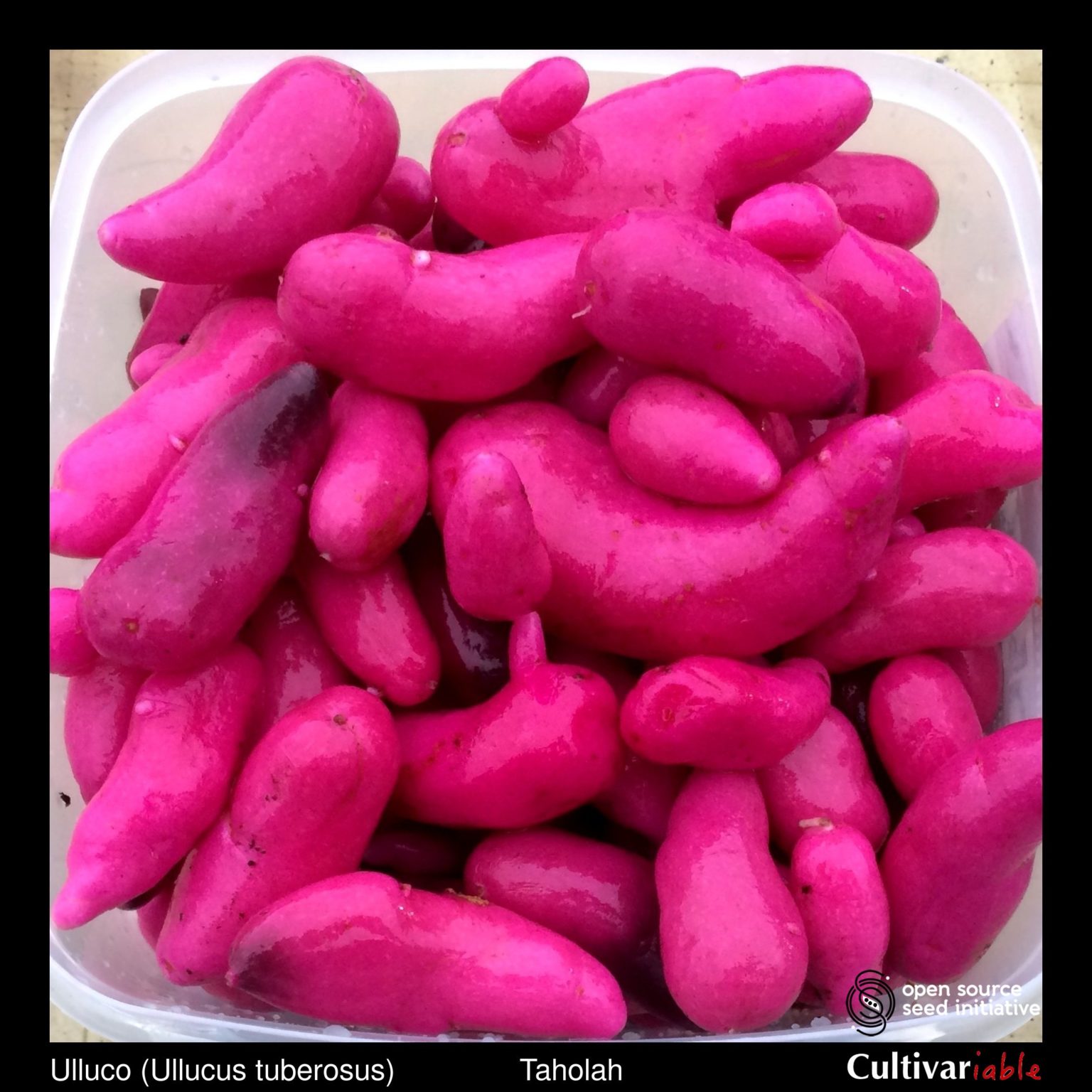 Ulluco, Taholah – Cultivariable