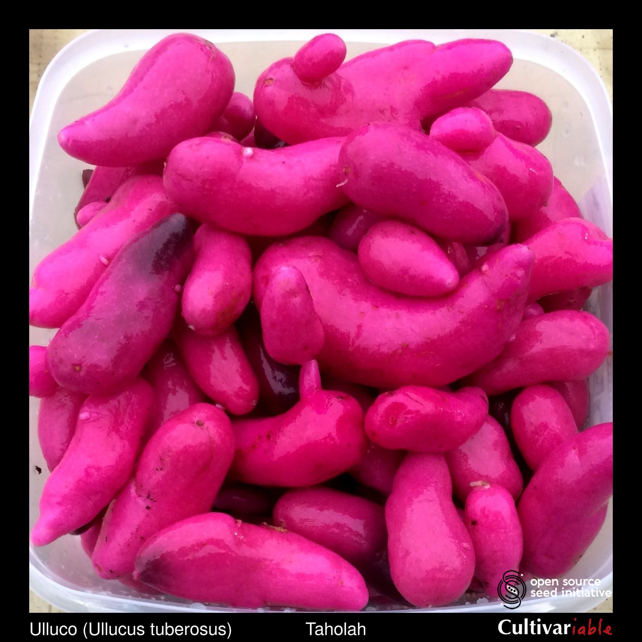 Ulluco, Taholah – Cultivariable