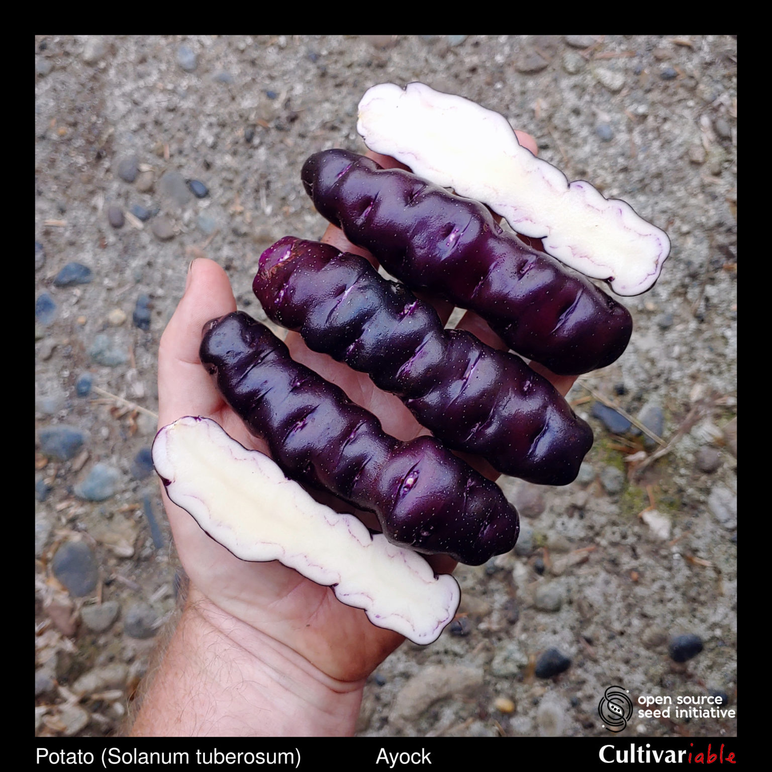 True Potato Seeds (TPS), Ayock, 100 seeds – Cultivariable
