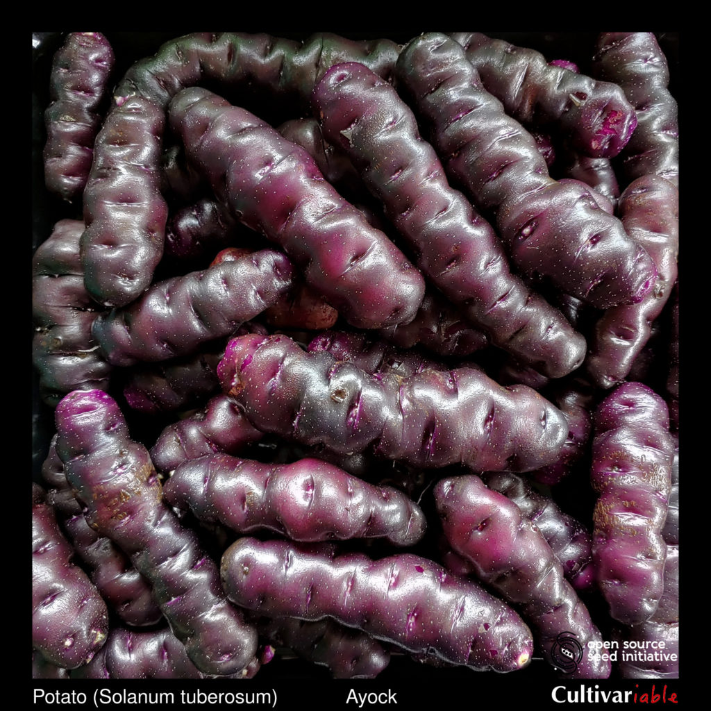 Domesticated Potatoes - Catalog Page - Cultivariable