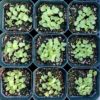 Mauka (Mirabilis expansa) – Cultivariable