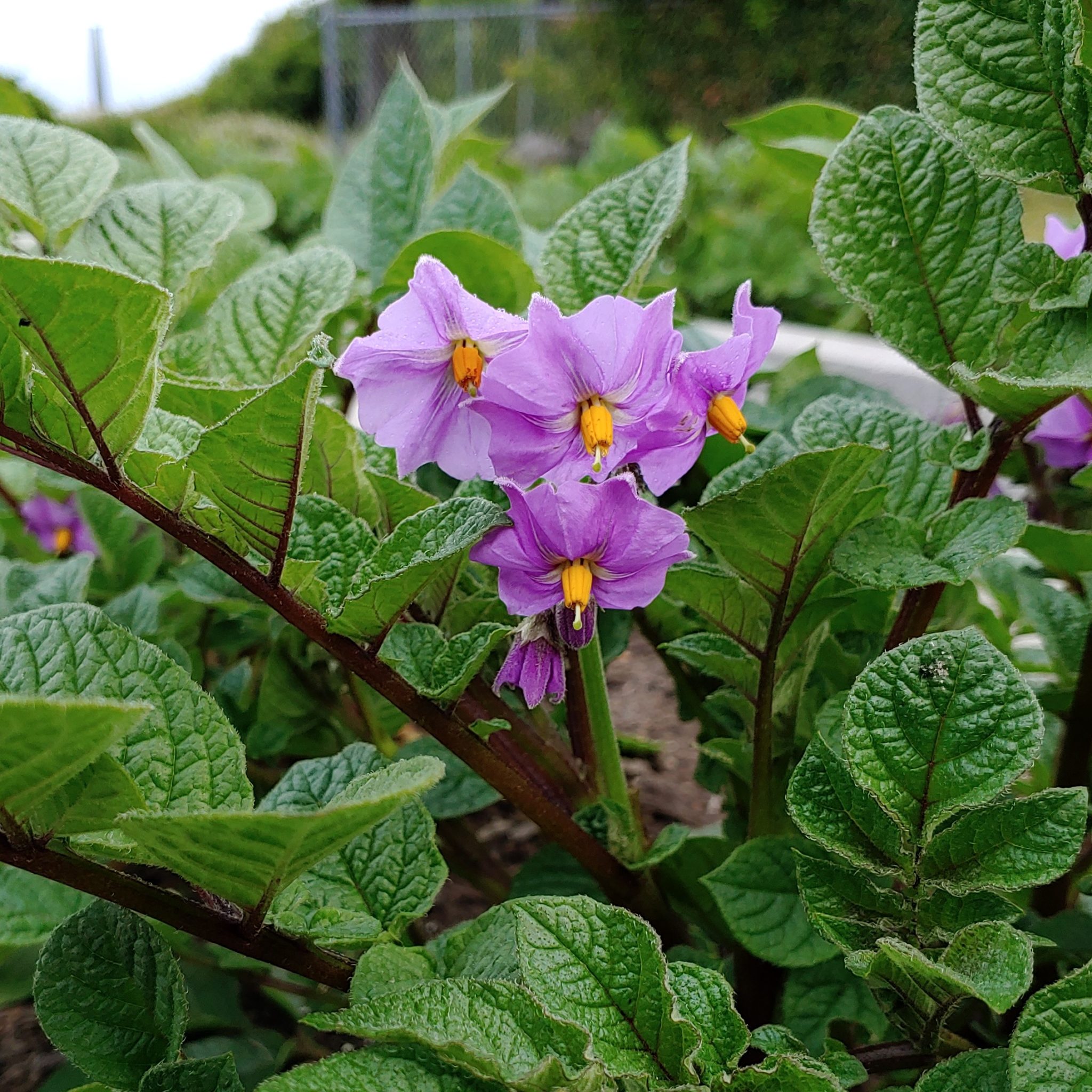 True Potato Seeds (TPS), Chiar Choque Pitu (Solanum curtilobum), 100 ...
