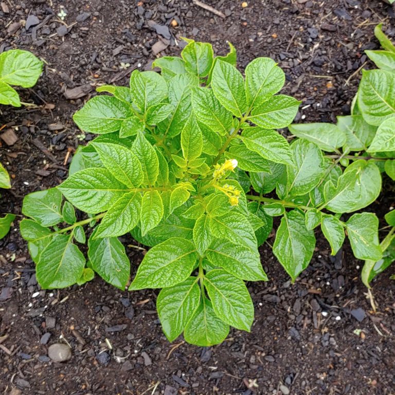 True Potato Seeds (TPS), Lumper, 100 seeds – Cultivariable