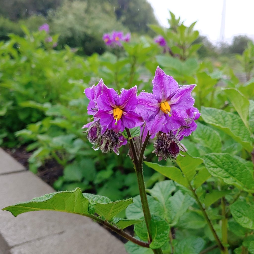 True Potato Seeds (TPS), Nebula, 100 seeds – Cultivariable