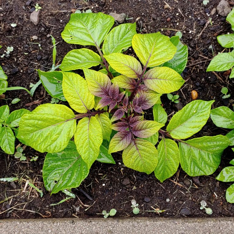 Domesticated Potatoes – Cultivariable