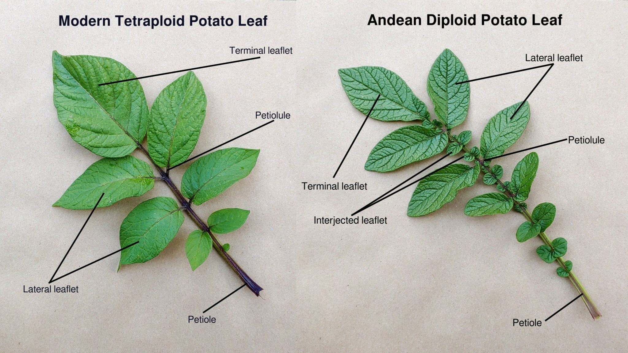 A Closer Look at Potato Leaves – Cultivariable