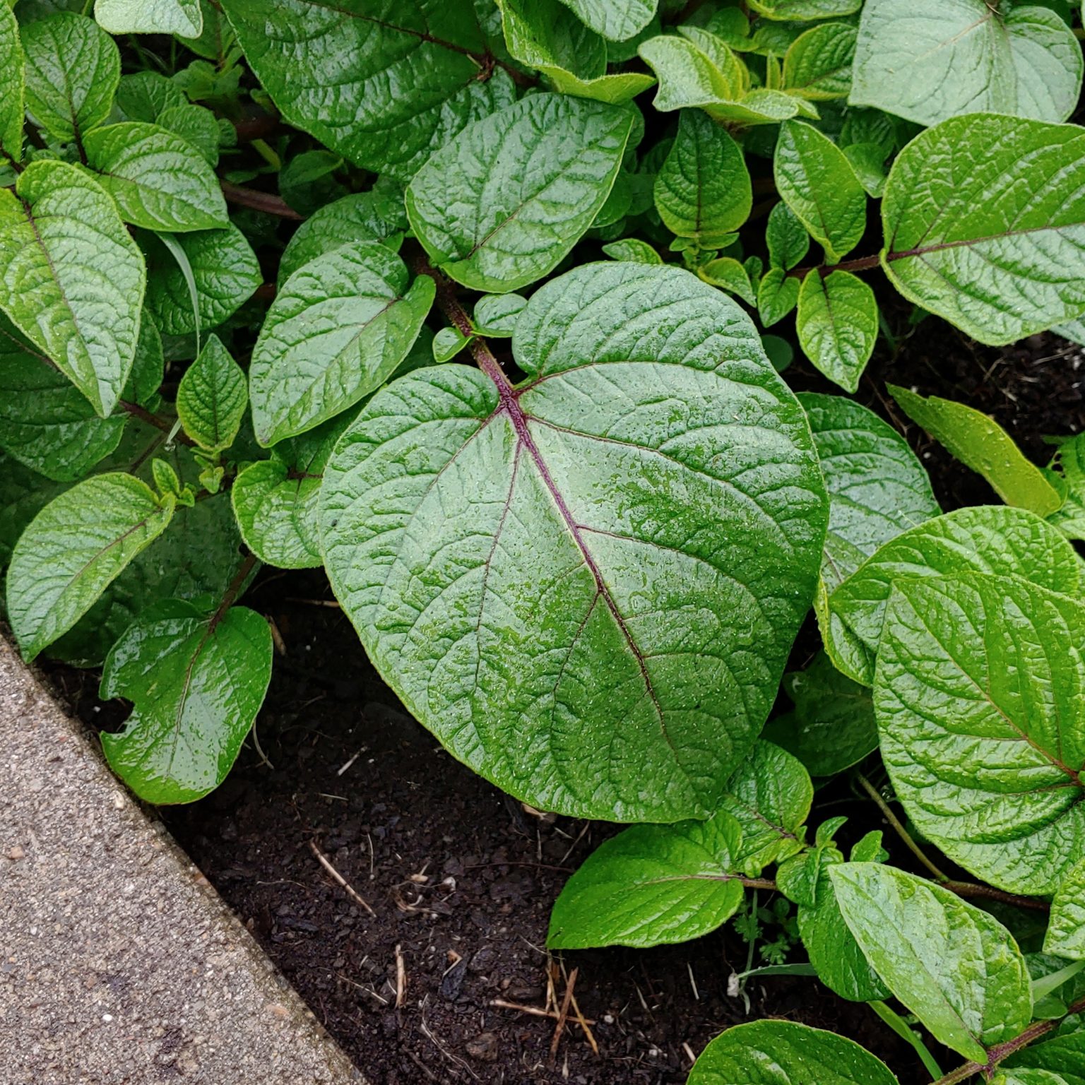 Review: Clancy TPS Potato Variety – Cultivariable