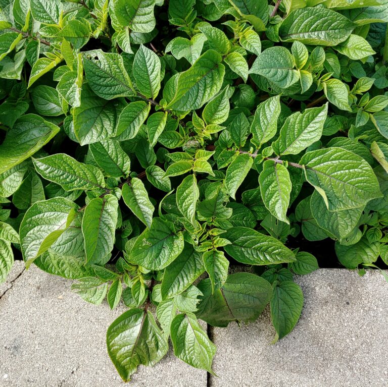 Review: Clancy TPS Potato Variety – Cultivariable