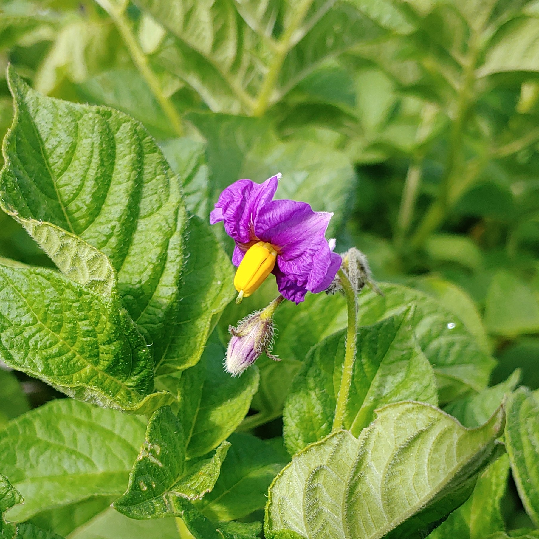 Laram Ajawiri potato flower – Cultivariable