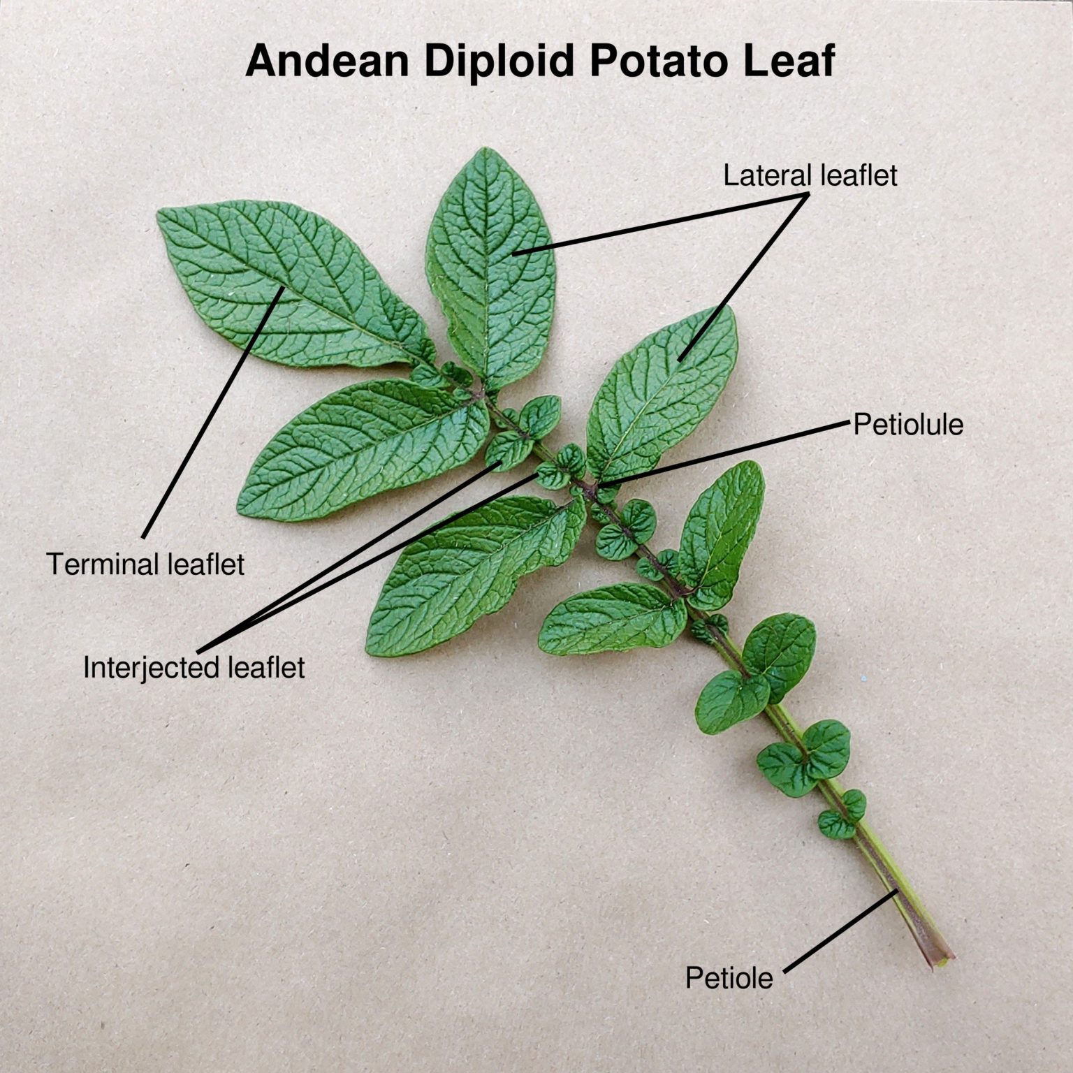 A Closer Look at Potato Leaves – Cultivariable