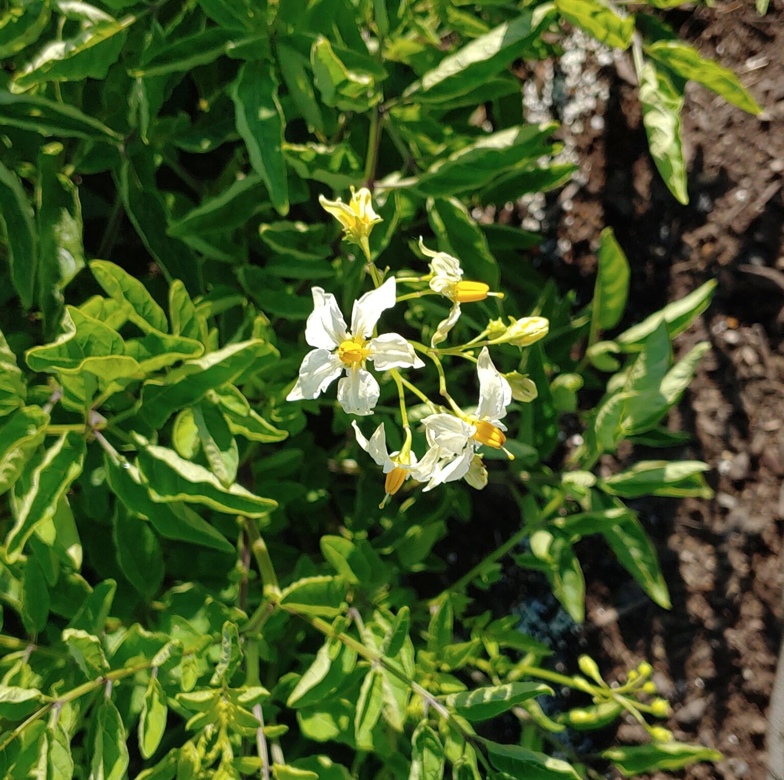 Solanum chacoense - How to Grow Wild Potatoes - Cultivariable