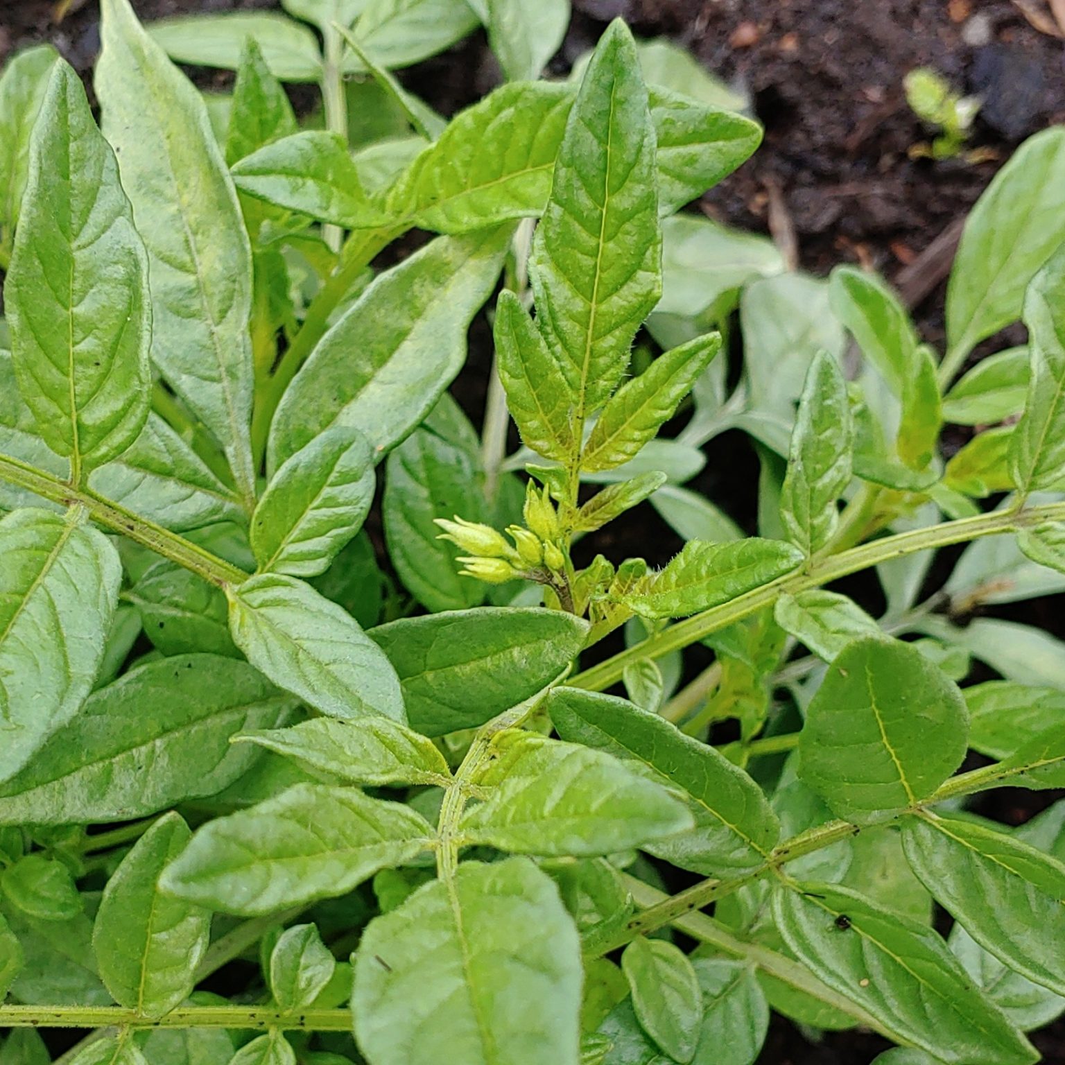 Solanum jamesii – Cultivariable