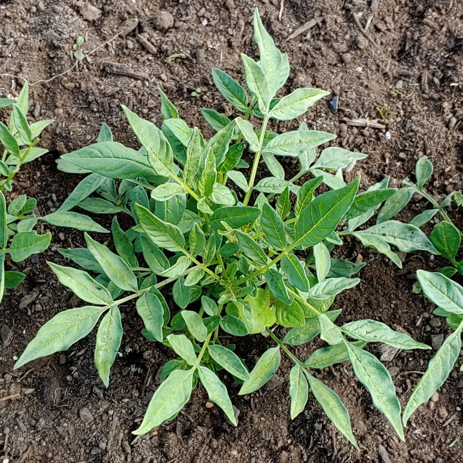 Solanum jamesii – Cultivariable