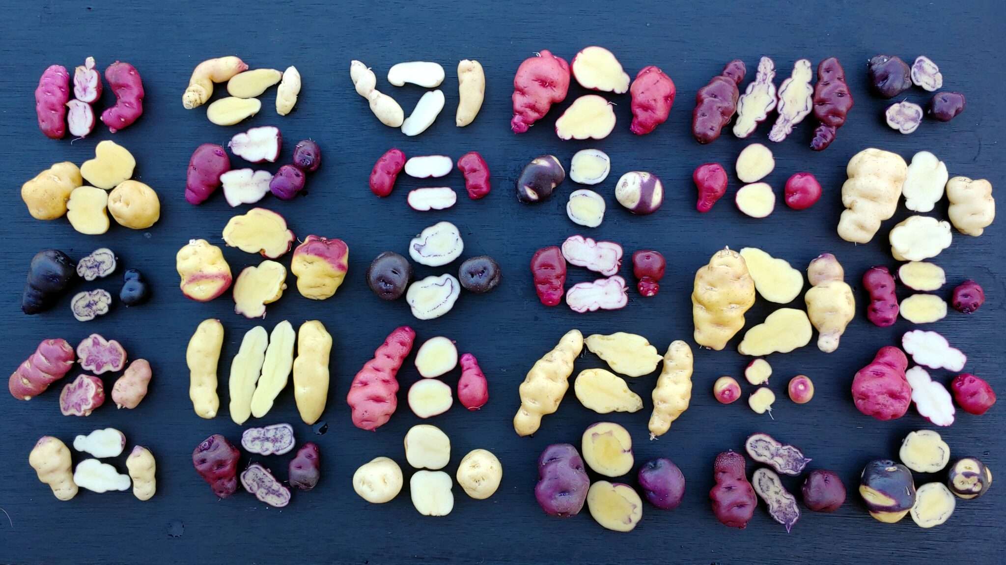 True Potato Seeds (TPS), Ayock, 100 seeds – Cultivariable