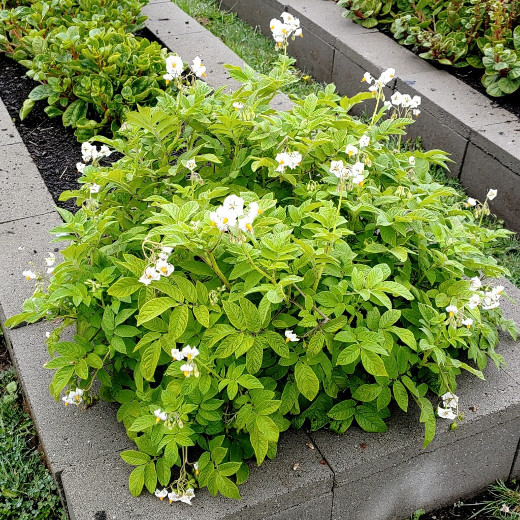 Crossing Between Solanum maglia and Domesticated Diploid Potatoes (Part ...