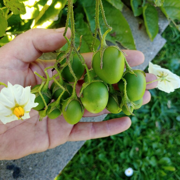 Crossing Between Solanum maglia and Domesticated Diploid Potatoes (Part ...