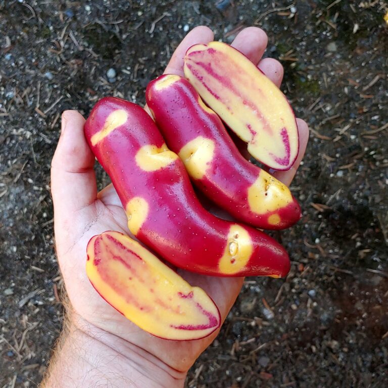 True Potato Seeds (TPS), Bloody Banana, 100 seeds – Cultivariable