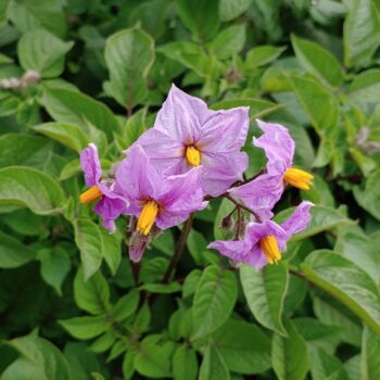 Review: Clancy TPS Potato Variety – Cultivariable