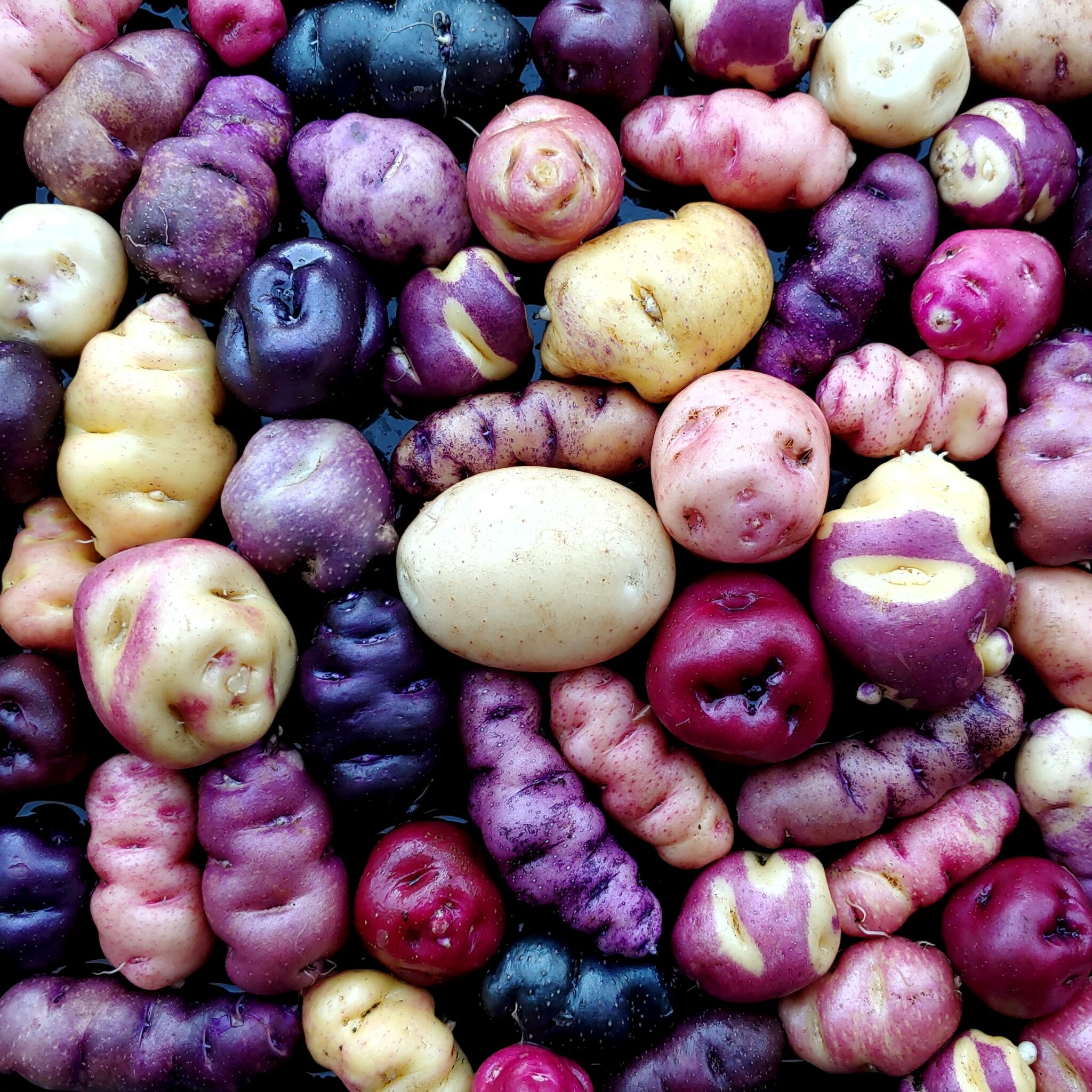 Potato, Inka Gold - Cultivariable