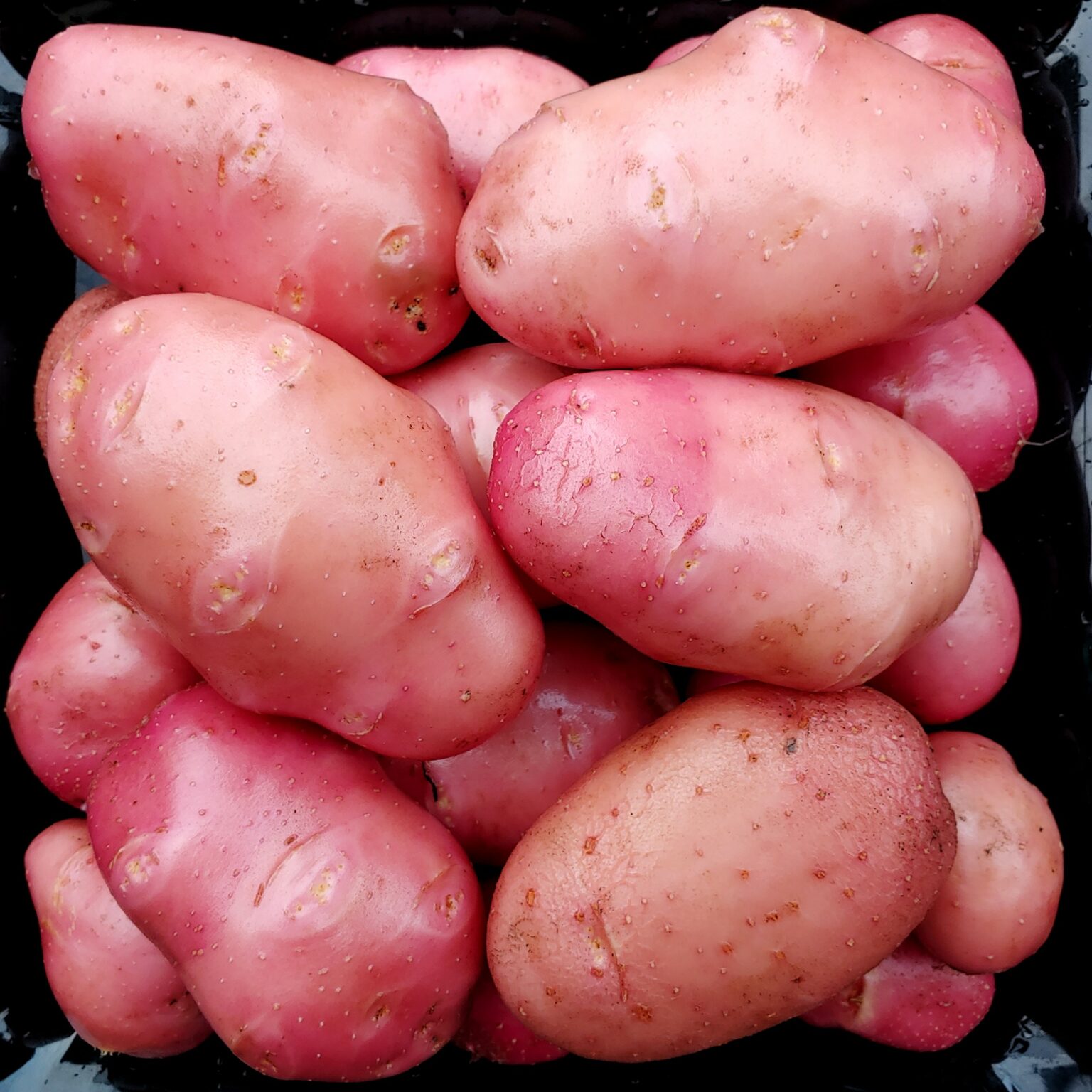 Potato, Desiree – Cultivariable