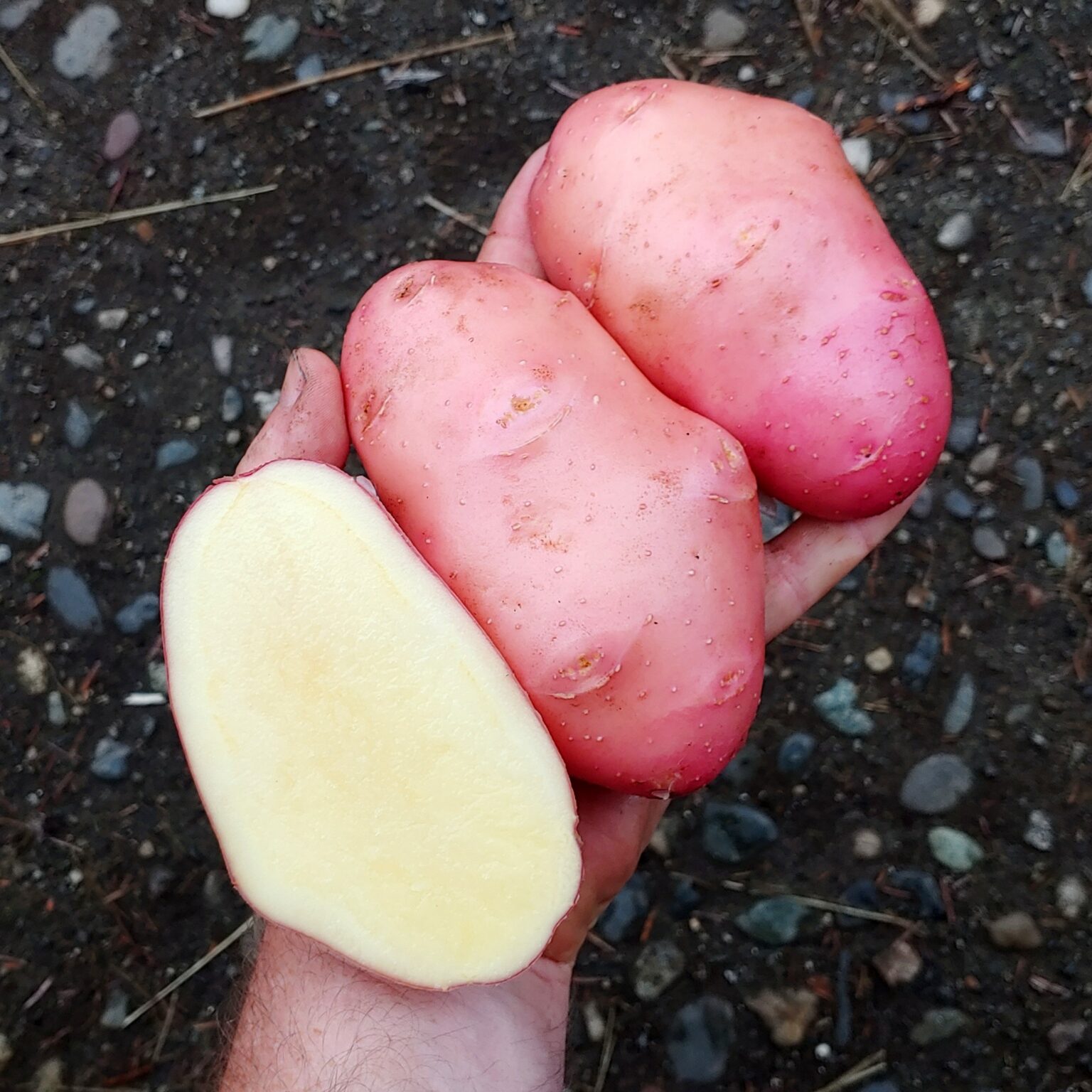 Potato, Desiree – Cultivariable