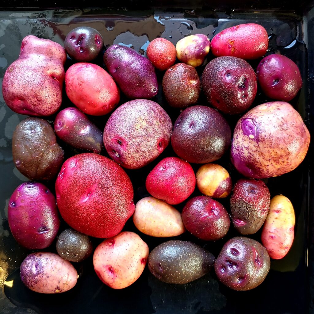 True Potato Seeds (TPS), Nebula, 100 seeds – Cultivariable