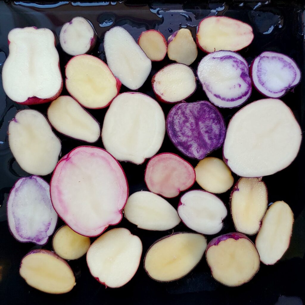 True Potato Seeds (TPS), Nebula, 100 seeds – Cultivariable