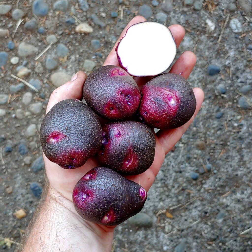 True Potato Seeds (TPS), Nebula, 100 seeds – Cultivariable