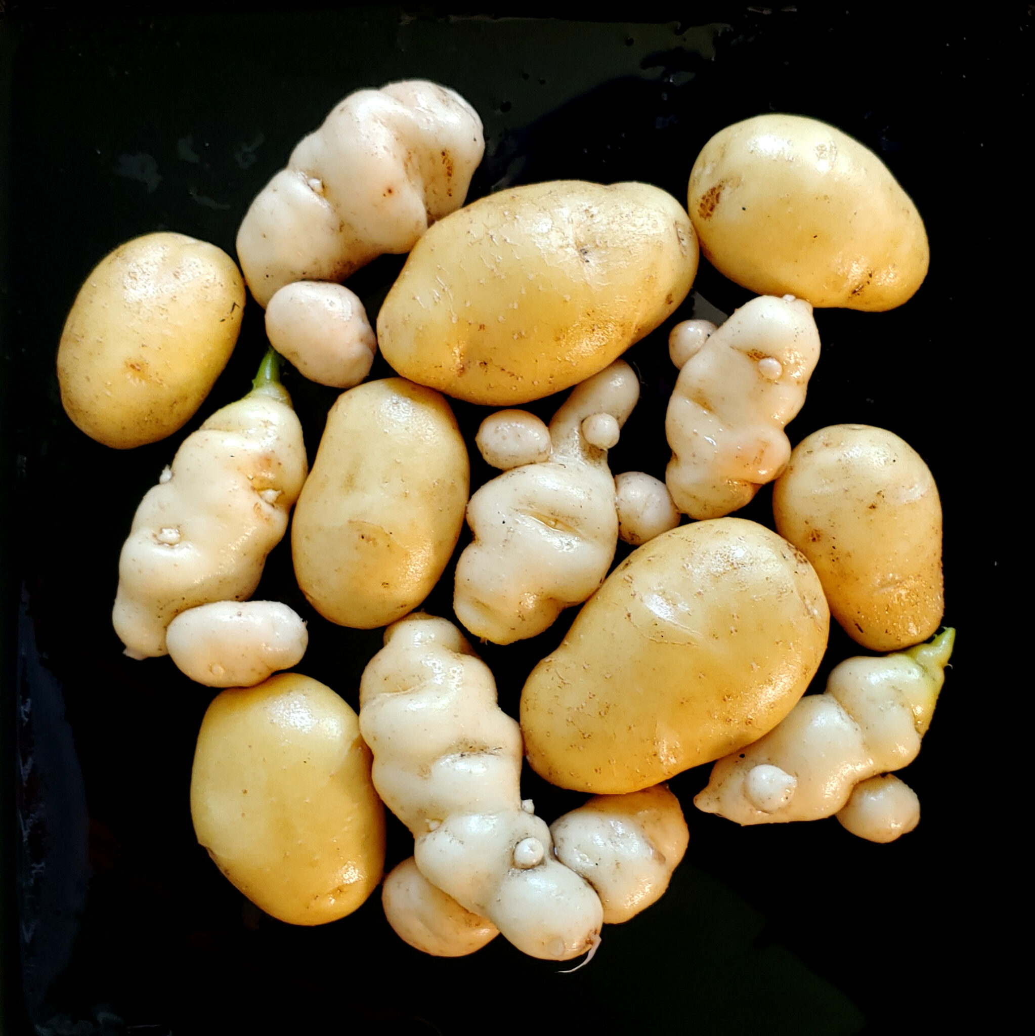 The Highland Potato with Its Own Song – Cultivariable