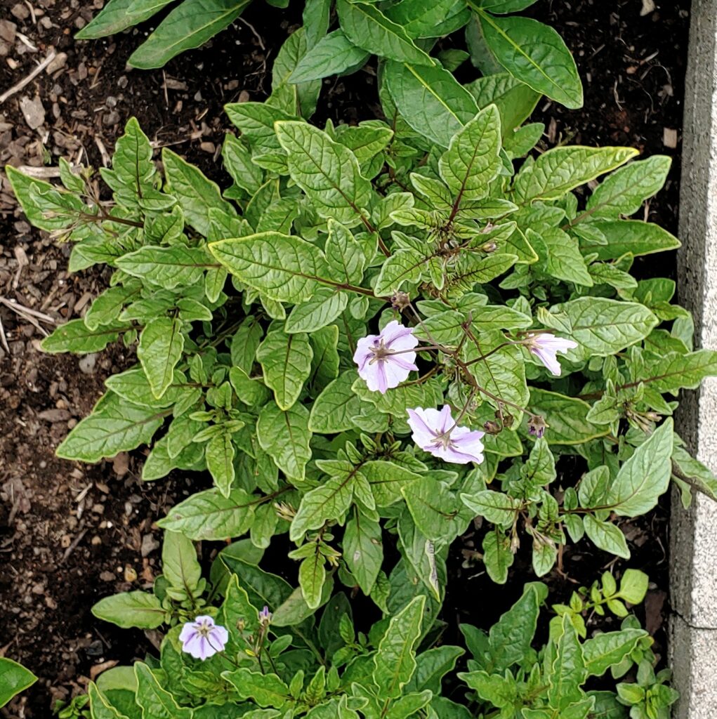 Solanum paucissectum – Cultivariable