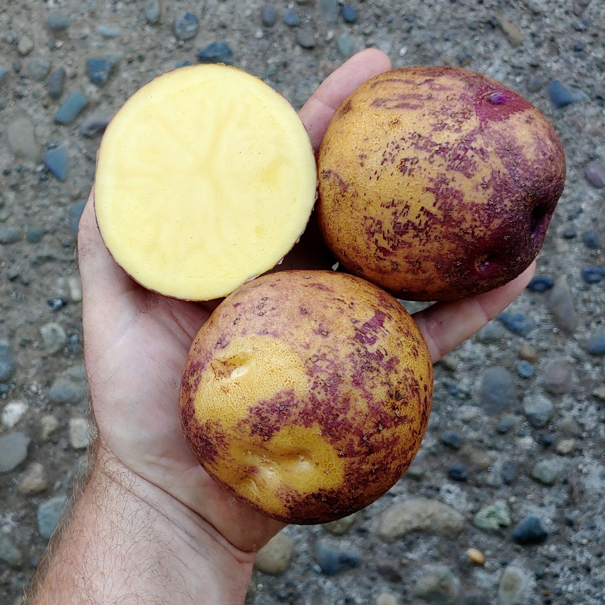 Potato, Inka Gold – Cultivariable