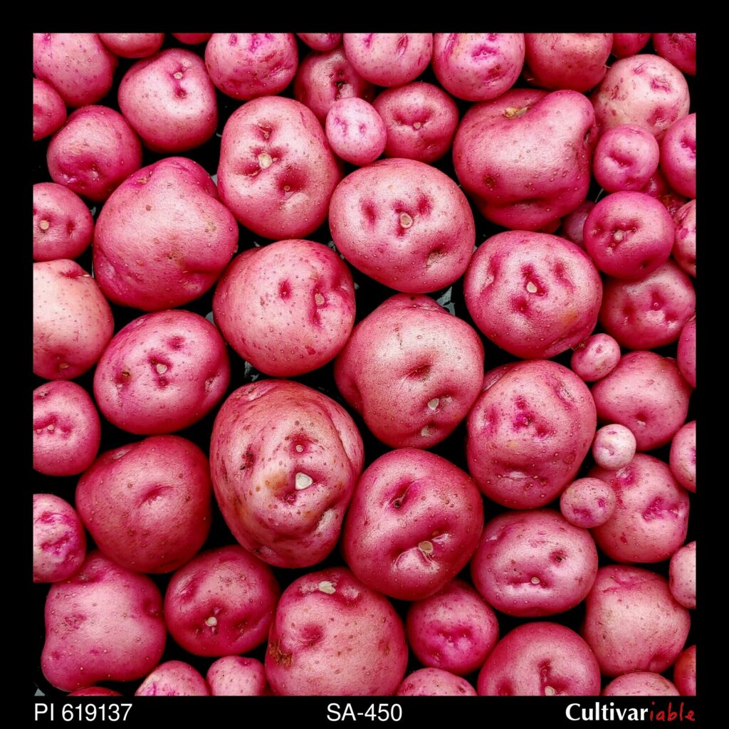 True Potato Seeds (TPS), SA-450, 100 seeds – Cultivariable