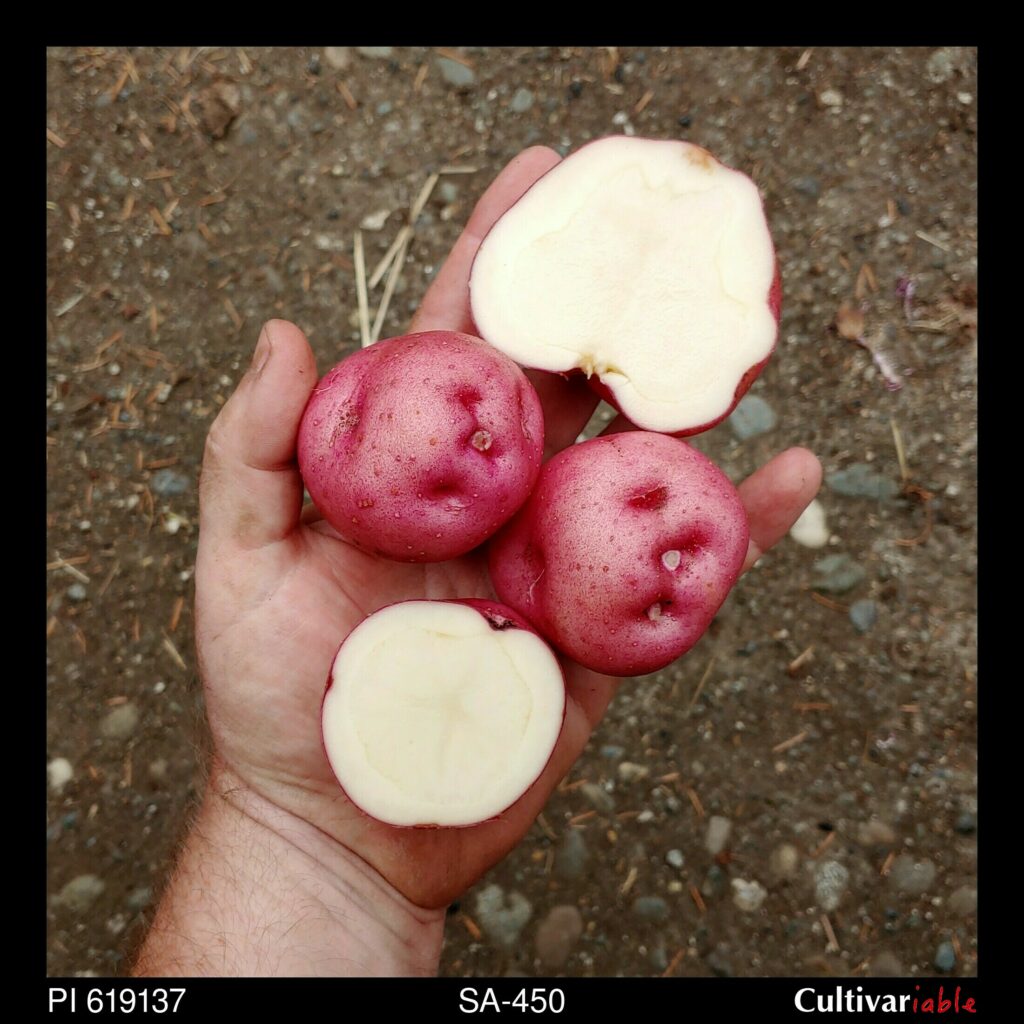 True Potato Seeds (TPS), SA-450, 100 seeds – Cultivariable
