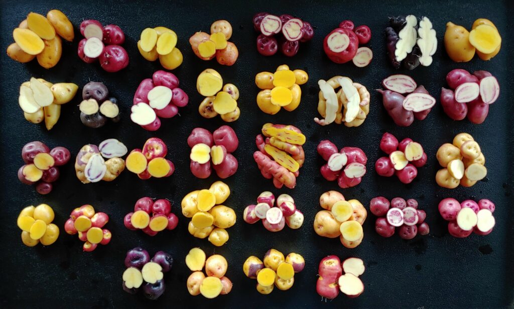 Mixed True Potato Seeds (TPS), Diploid, Wide Mix, 100 seeds – Cultivariable