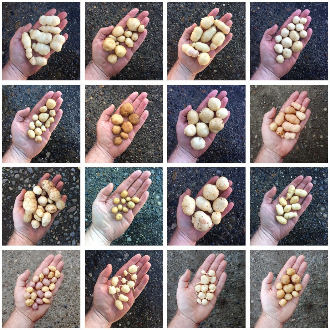 Potato (Solanum tuberosum) and Relatives – Cultivariable