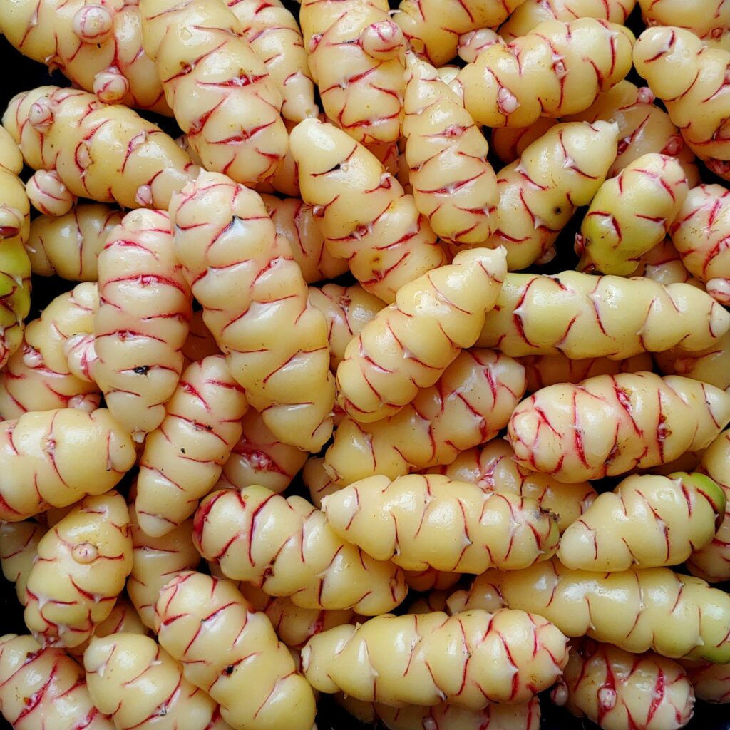 Managing Potato Viruses in Collections - Cultivariable