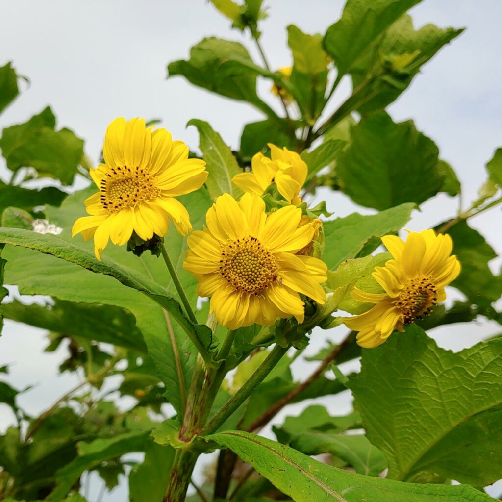 Smallanthus maculatus – Cultivariable