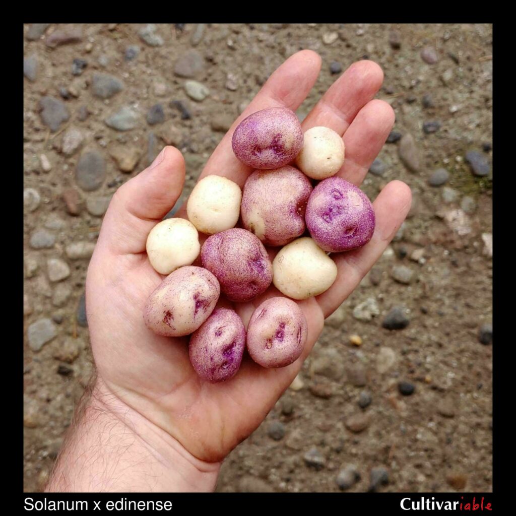 Wild Potato, Solanum x edinense – Cultivariable