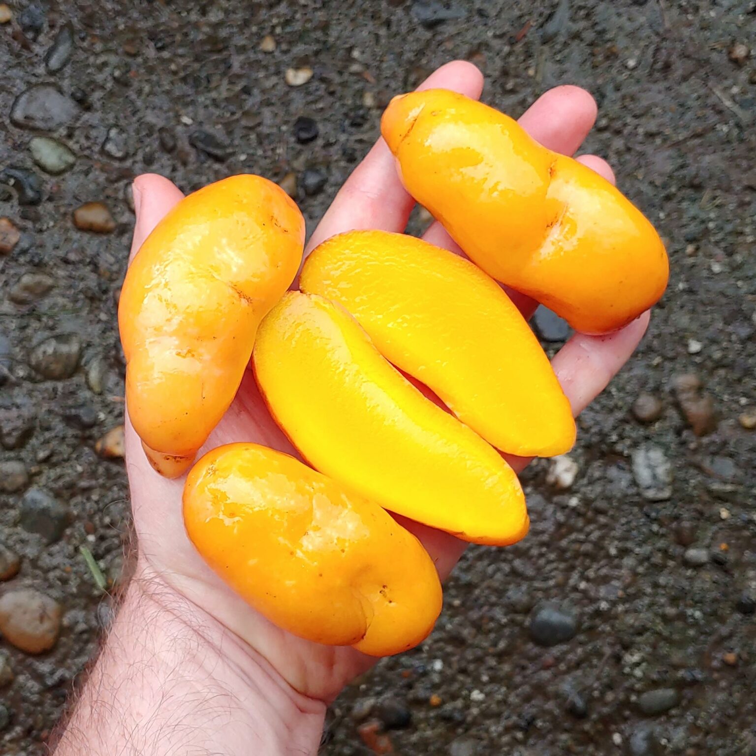 Ulluco, Claquato – Cultivariable