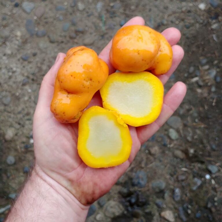 Ulluco Varieties – Cultivariable