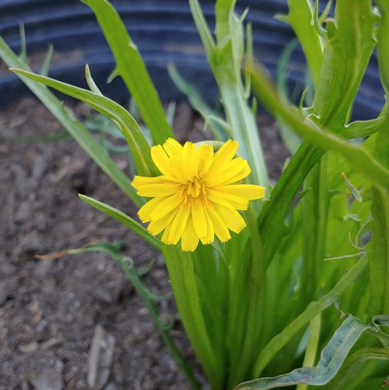 Murnong, Cultivariable Landrace, 25 seeds – Cultivariable