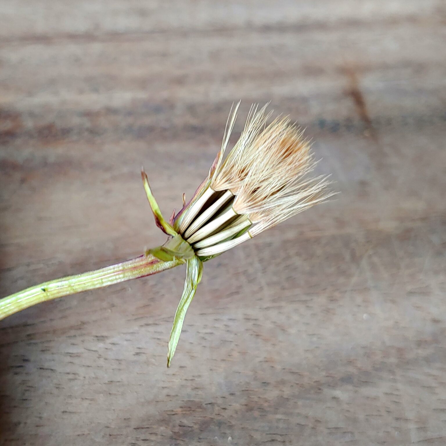 Murnong, Cultivariable Landrace, 25 seeds – Cultivariable