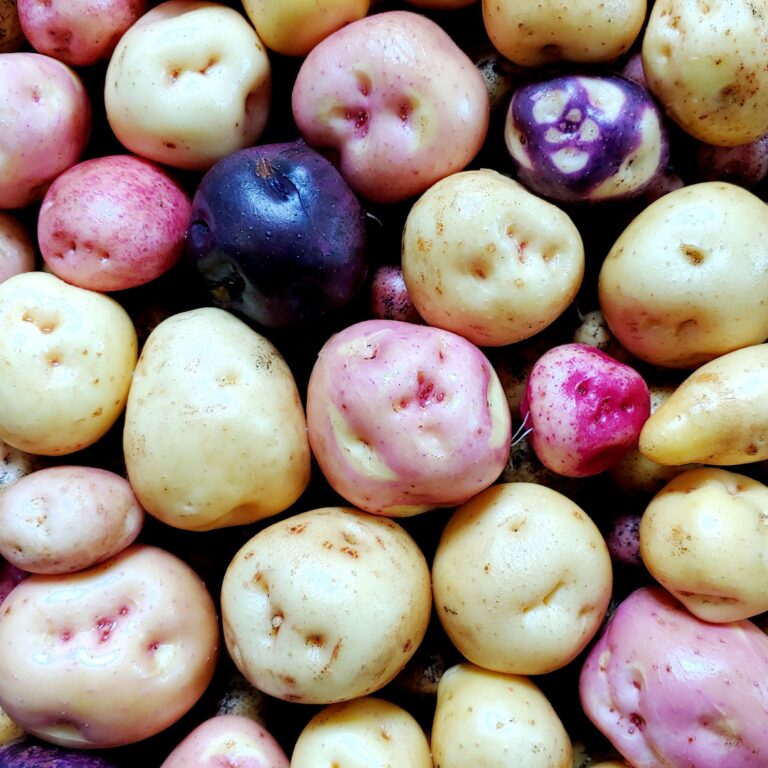 Landrace Breeding Potatoes and Other Tubers - Cultivariable
