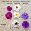 What Potato Flowers Can Tell You About Tuber Color - Cultivariable